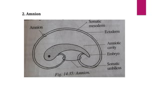 Fetal membranes in chick | PDF