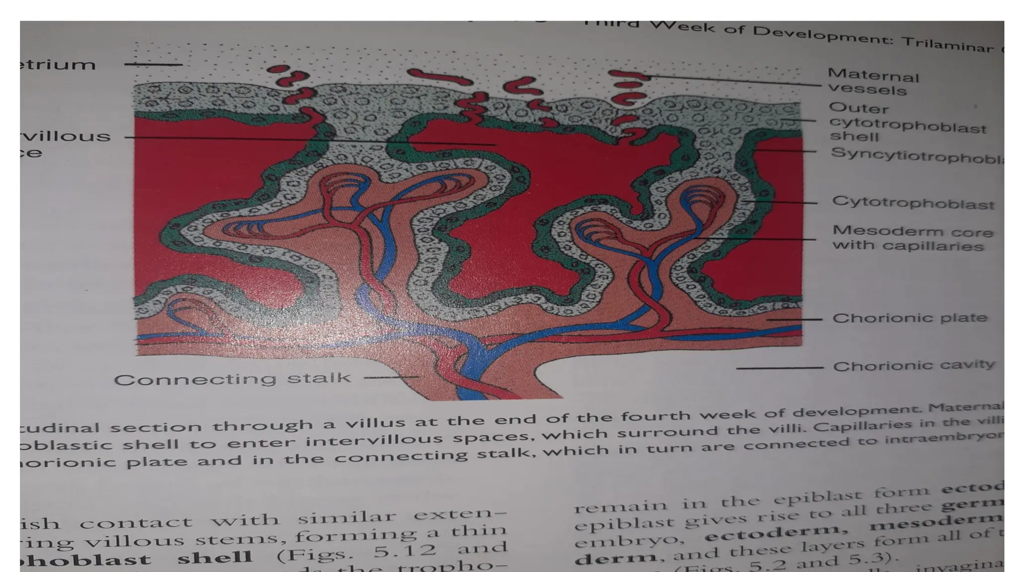 FETAL MEMBRANE,UMBILICAL CORD AND PLACENTAL.pptx