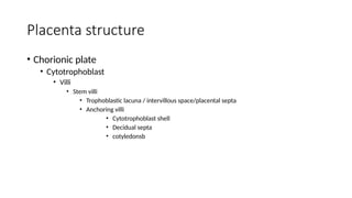 FETAL MEMBRANE,UMBILICAL CORD AND PLACENTAL.pptx