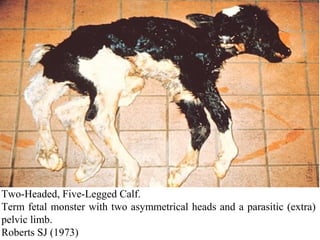 Fetal monster | PPT