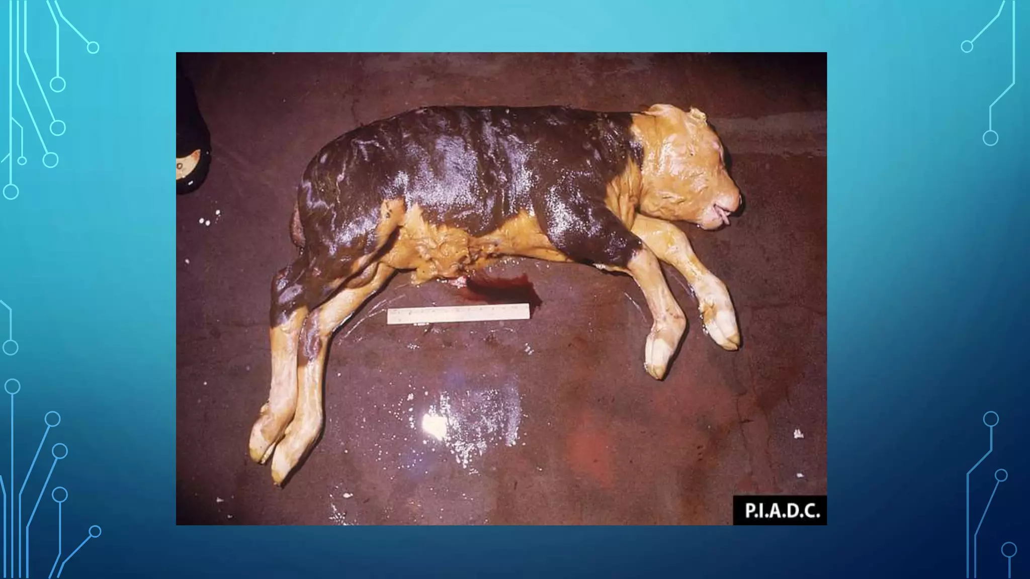 Fetal mummification and Maceration | PPTX