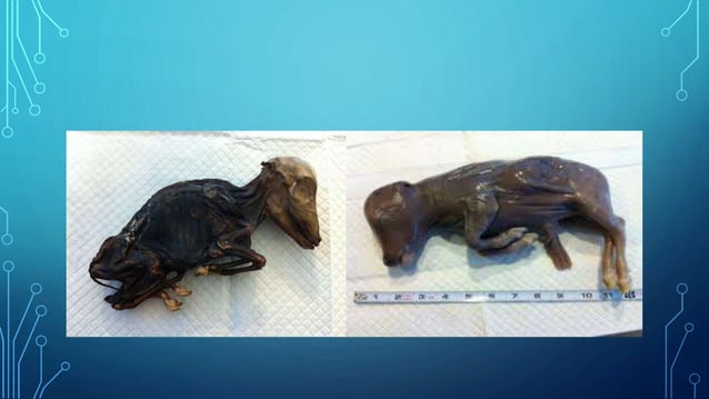 Fetal mummification and Maceration