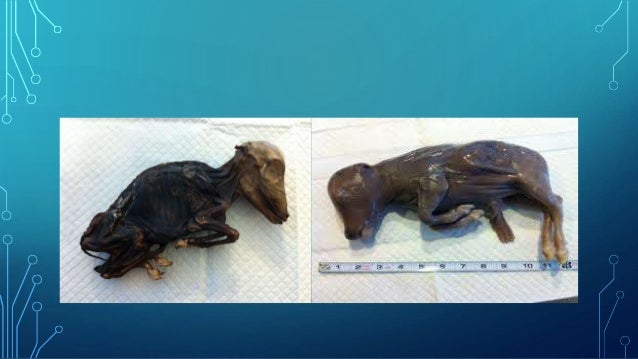 Fetal mummification and Maceration