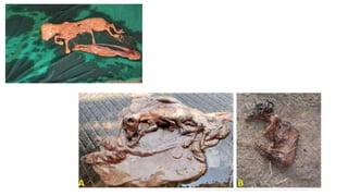 fetal mummification and maceration bvsc.pptx