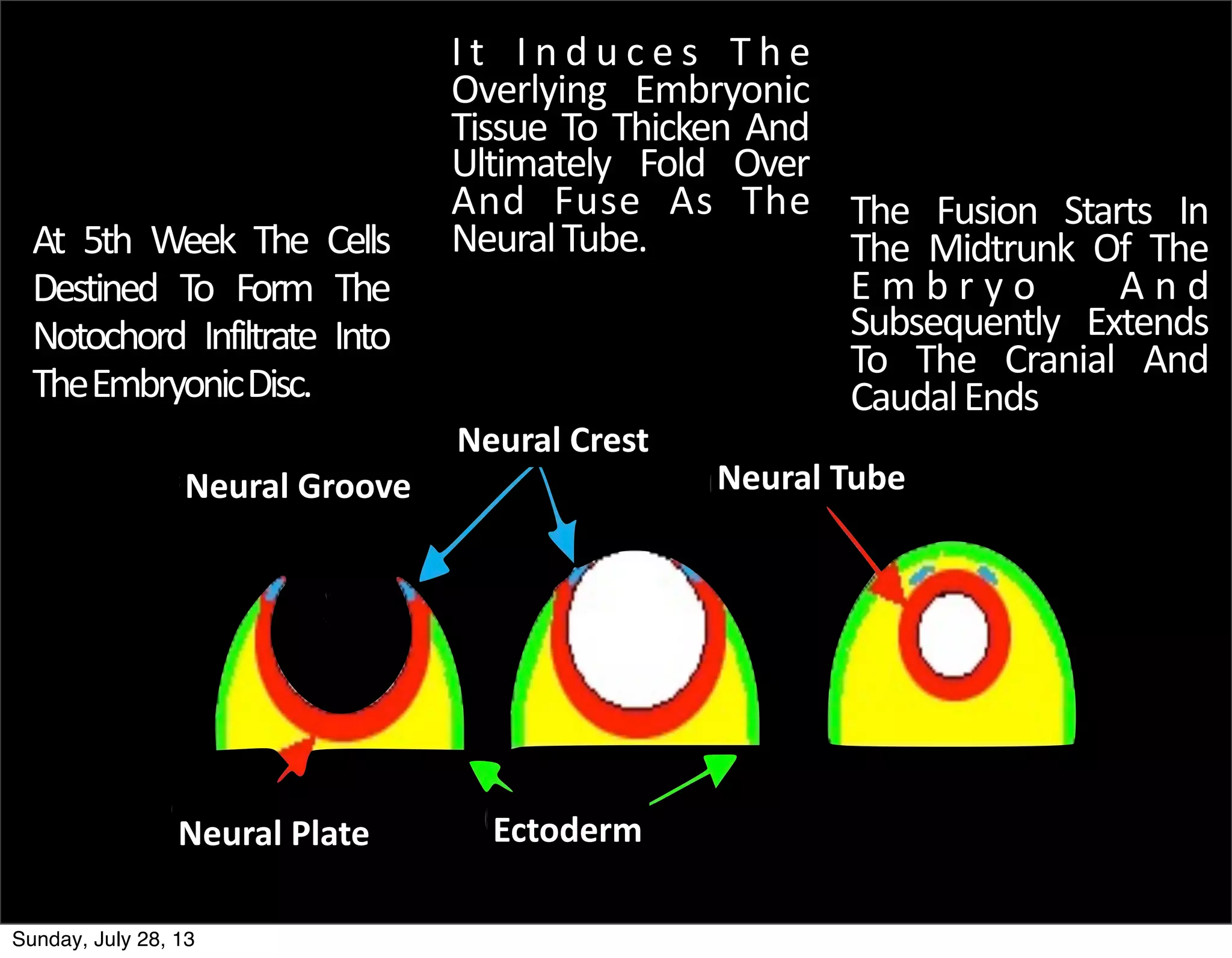 Fetal Neurosonogram | PDF