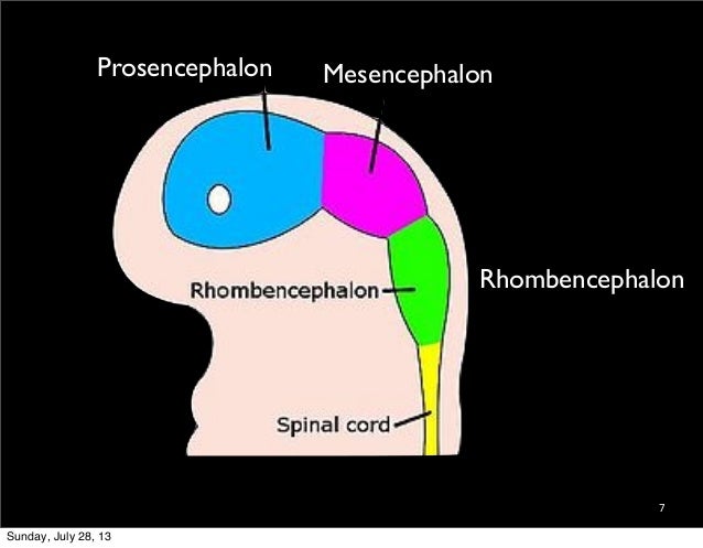 Fetal Neurosonogram
