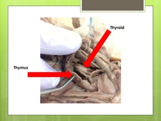 Fetal pig disection | PPT