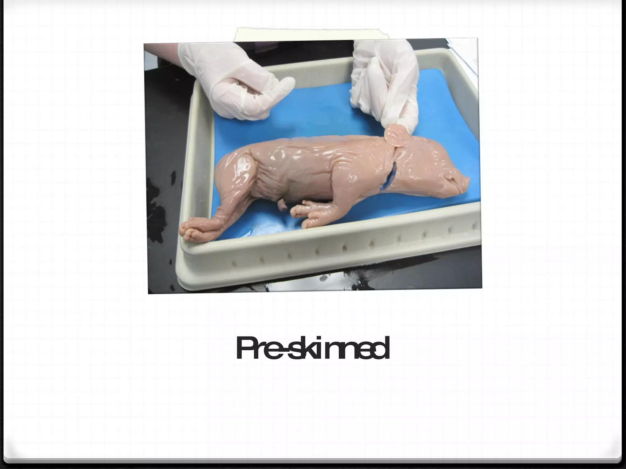 Fetal pig dissection | PPT