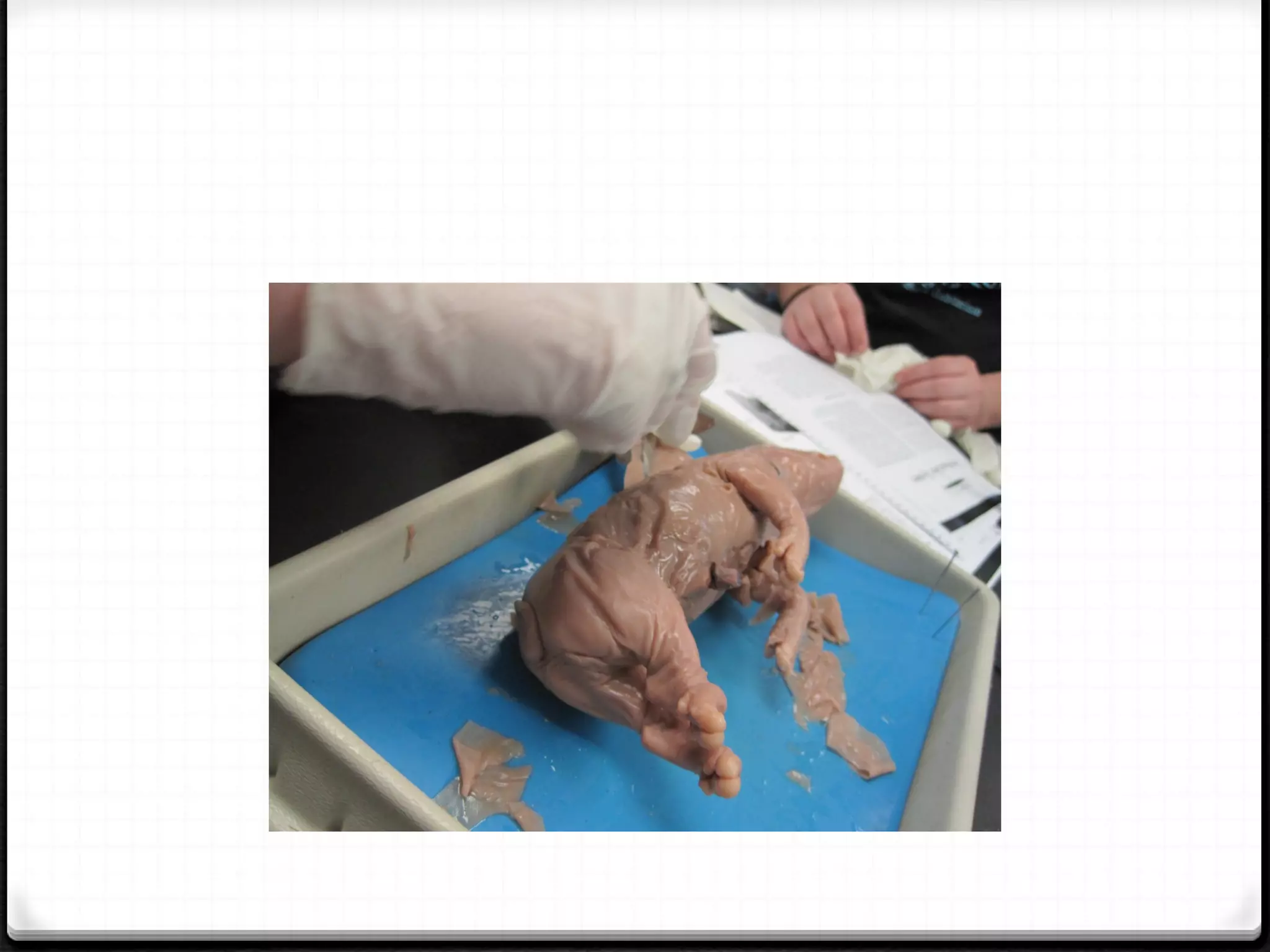 Fetal pig dissection | PPT