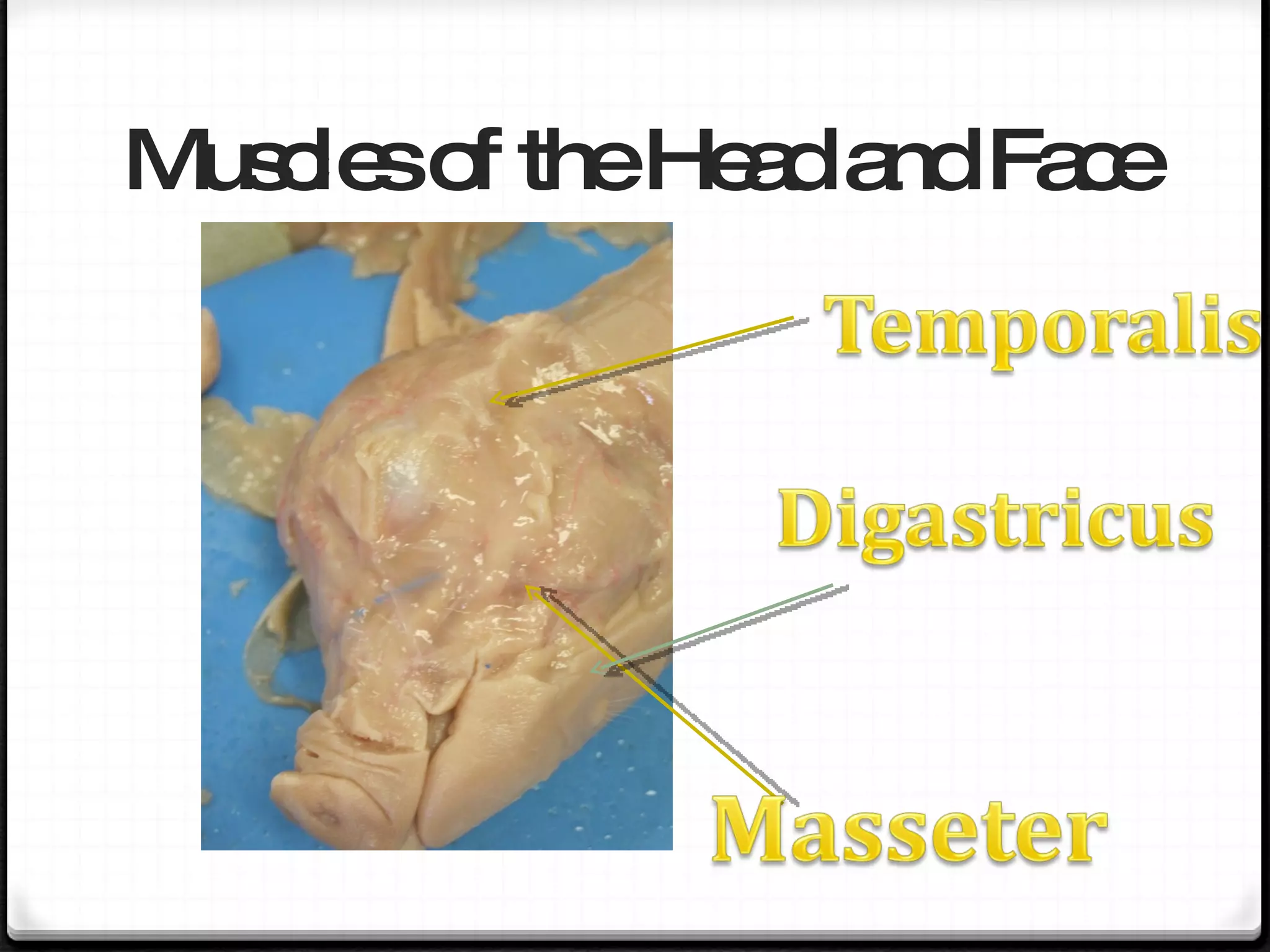 Fetal pig dissection | PPT
