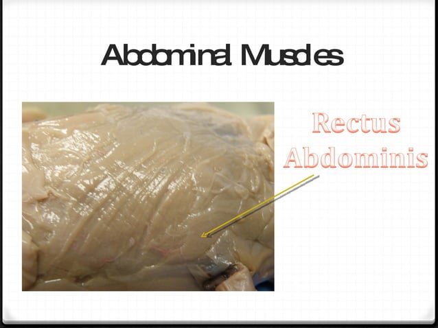 Fetal pig dissection | PPT
