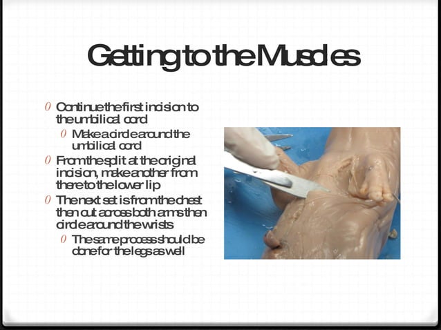 Fetal pig dissection | PPT