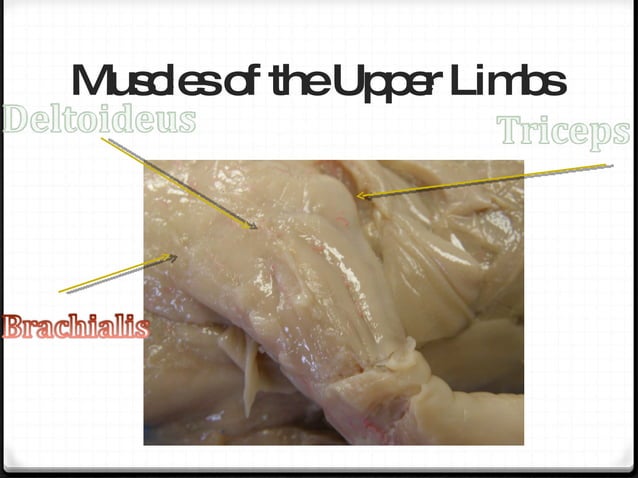 Fetal pig dissection | PPT
