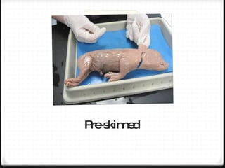 Fetal Pig Ileum