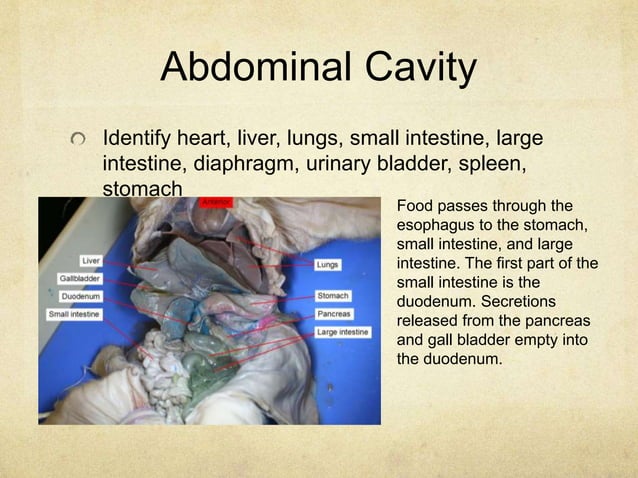 Fetal Pig Dissection