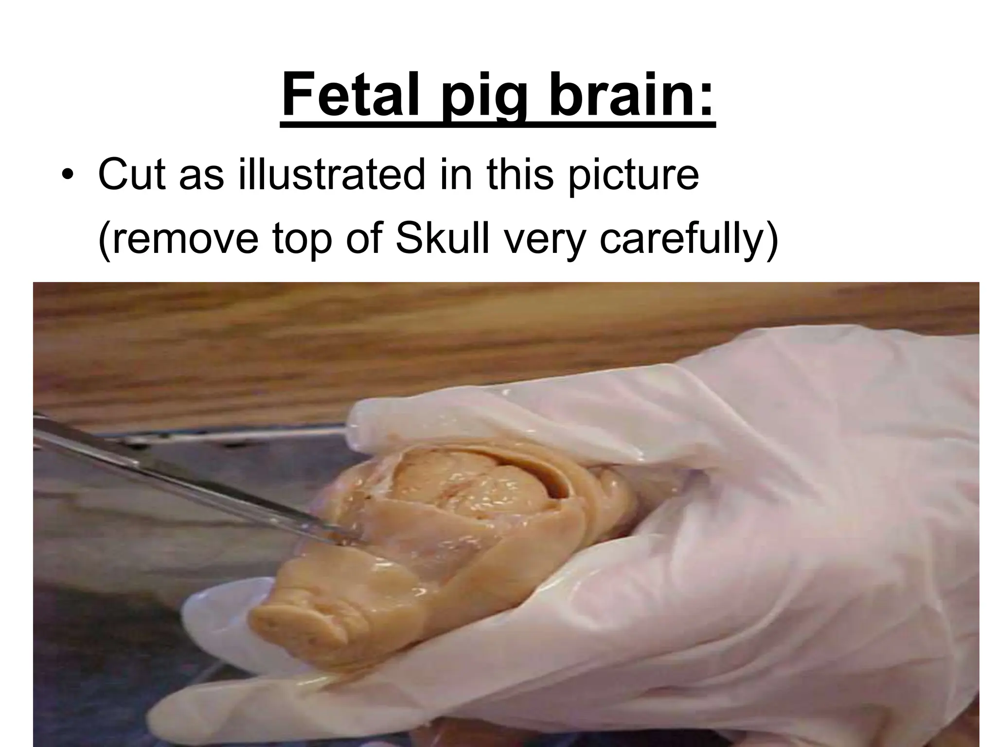 Fetal Pig Dissection 2024 For Honors Biology | PPT