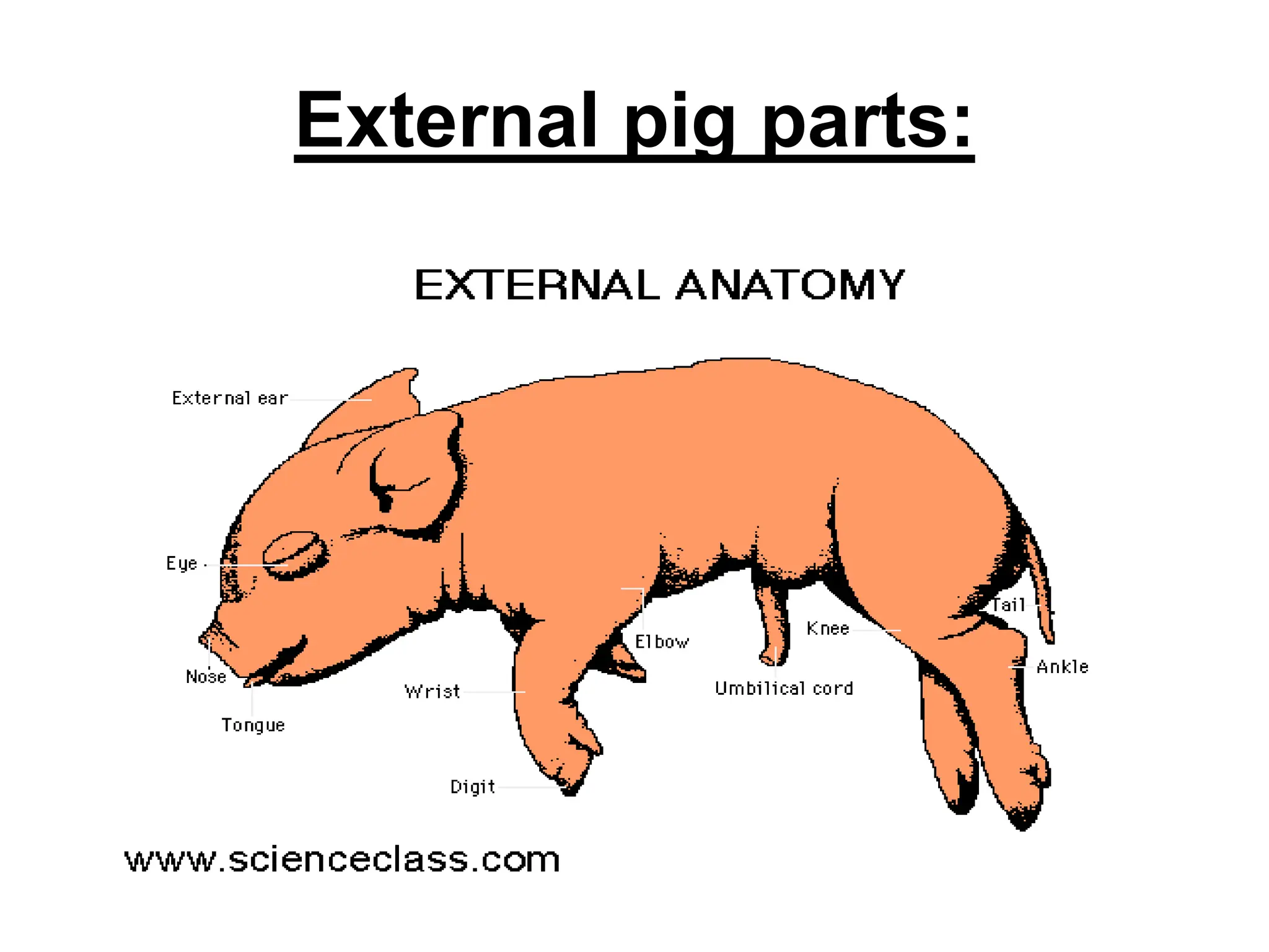 Fetal Pig Dissection 2024 For Honors Biology | PPT