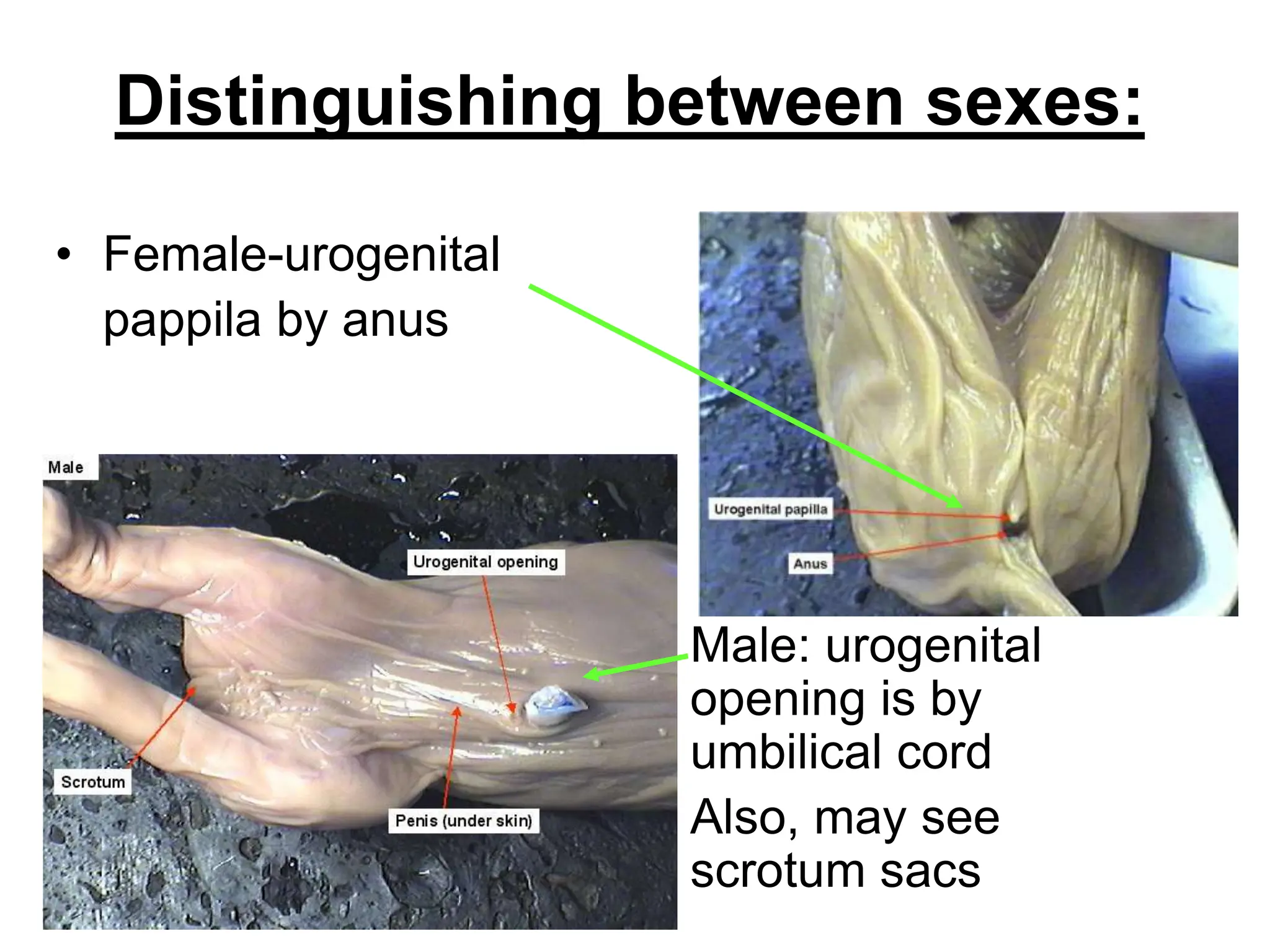 Fetal Pig Dissection 2024 For Honors Biology Ppt