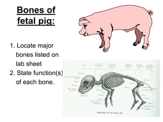 Fetal Pig Dissection 2024 For Honors Biology | PPT