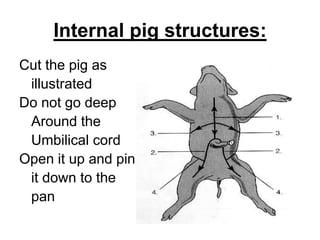 Fetal Pig Dissection 2024 For Honors Biology | PPT