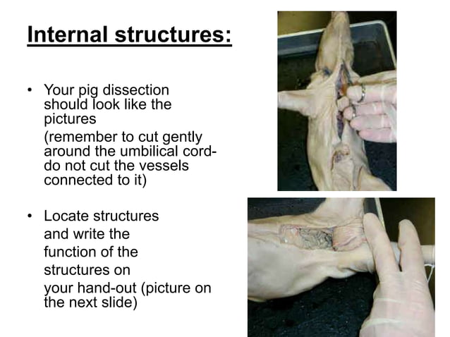 Fetal Pig Dissection 2024 For Honors Biology | PPT | Reproductive ...