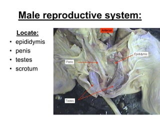Fetal Pig Dissection 2024 For Honors Biology | PPT