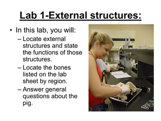 Fetal Pig Dissection 2024 For Honors Biology | PPT