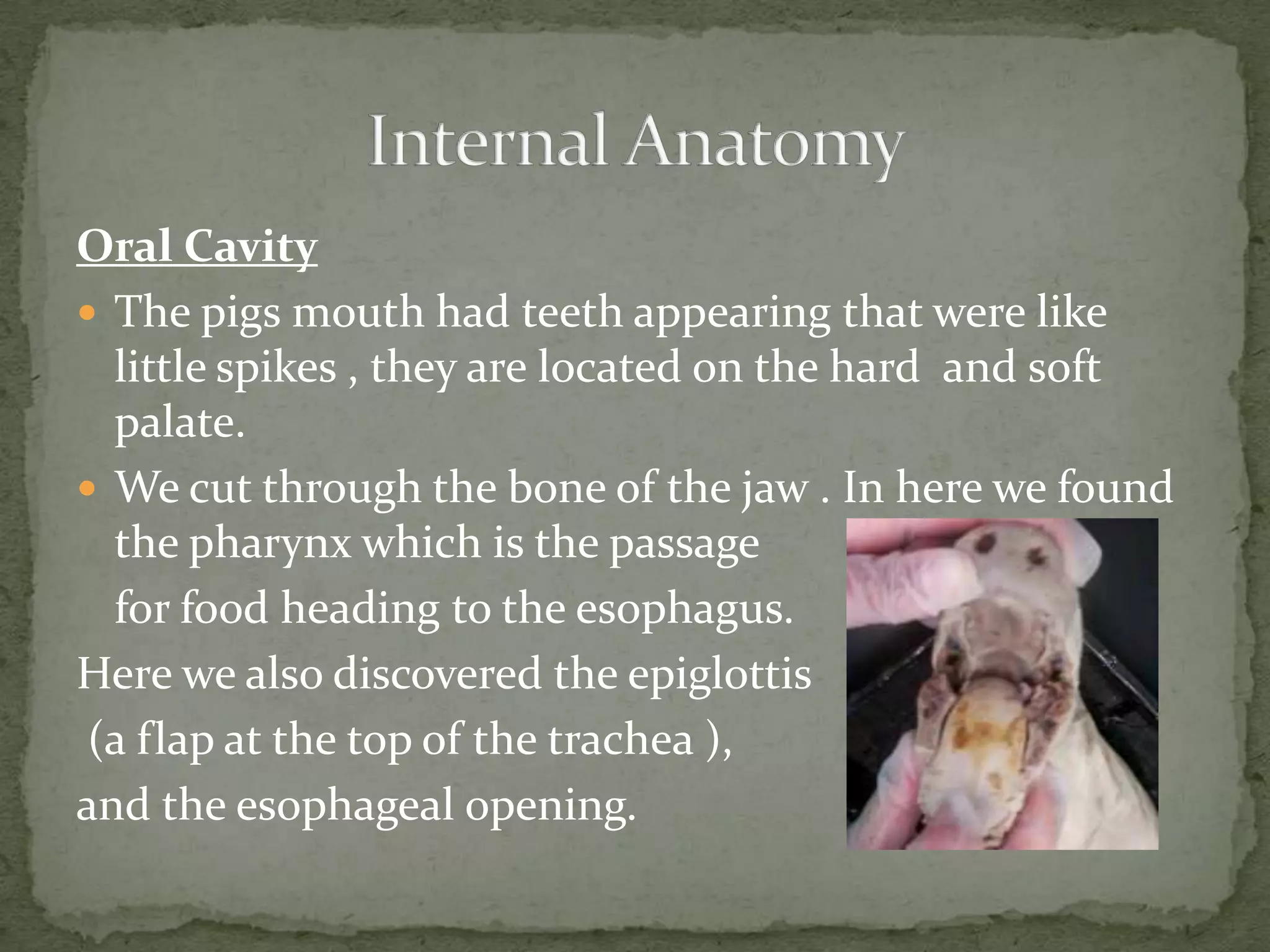 Fetal Pig Dissection Lab | PPTX