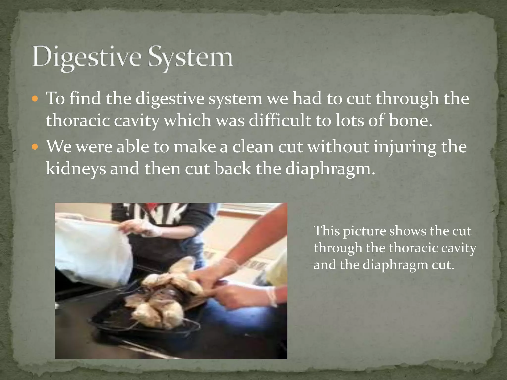 Fetal Pig Dissection Lab | PPTX