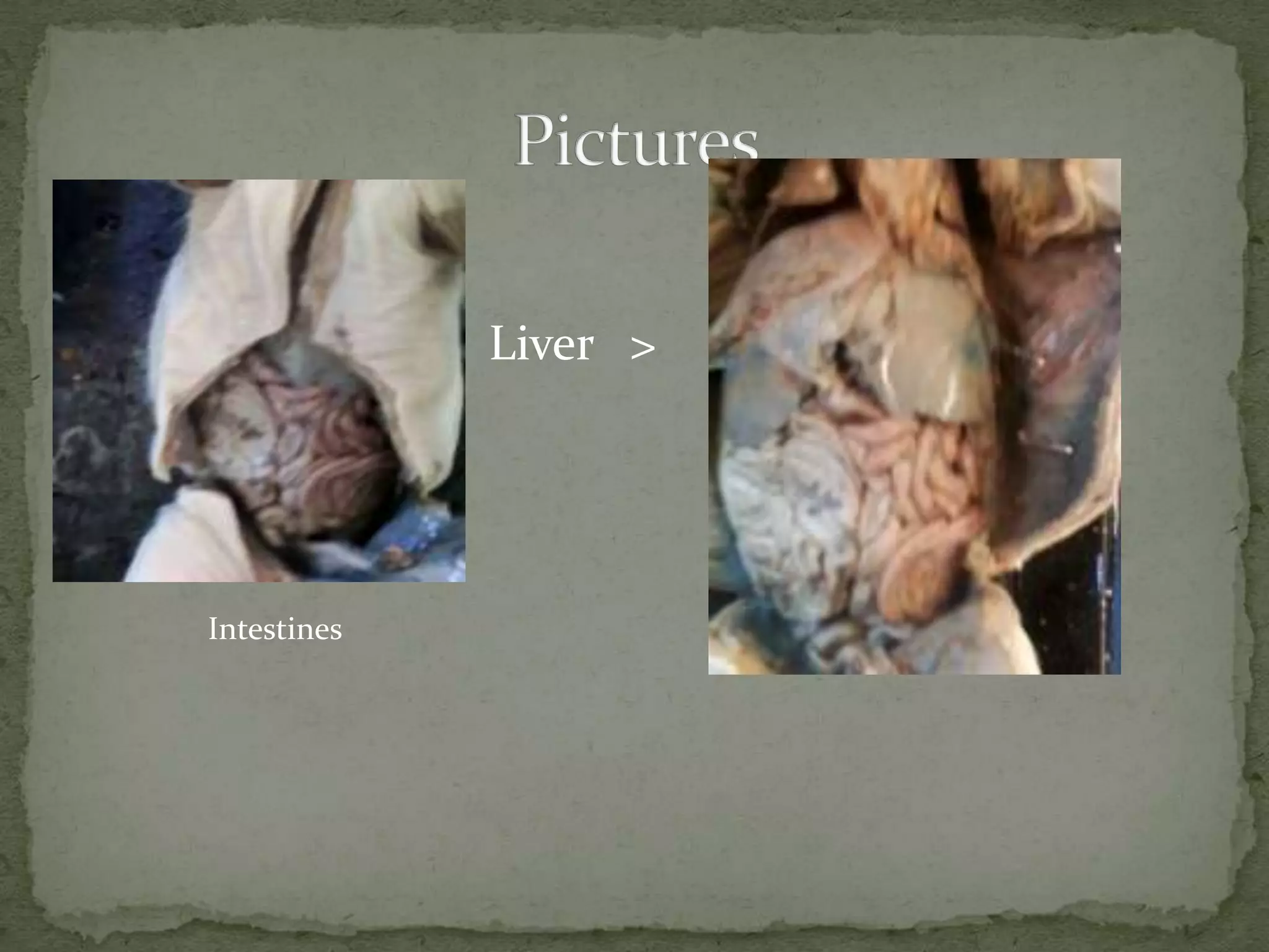 Fetal Pig Dissection Lab | PPTX