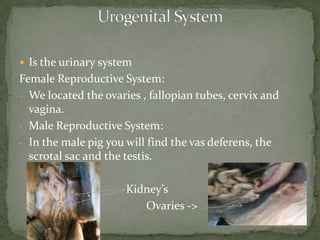 Fetal Pig Dissection Lab | PPTX