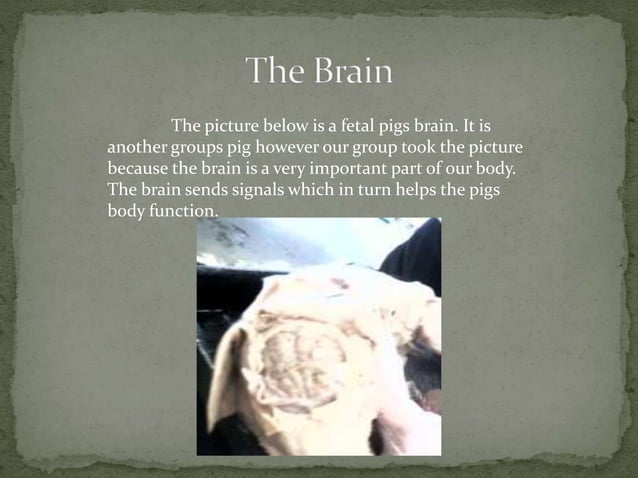 Fetal Pig Dissection Lab | PPTX | Pregnancy | Reproductive Health