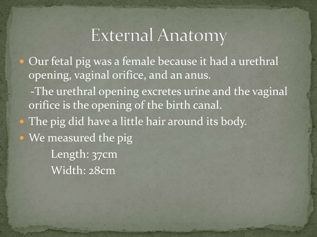 Fetal Pig Dissection Lab | PPTX | Pregnancy | Reproductive Health