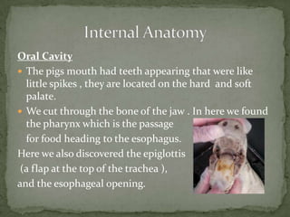 Fetal Pig Dissection Lab | PPTX