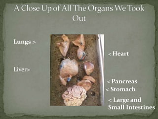Fetal Pig Dissection Lab | PPTX