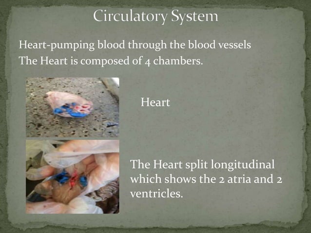 Fetal Pig Dissection Lab | PPTX | Pregnancy | Reproductive Health