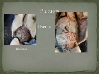 Fetal Pig Dissection Lab | PPTX