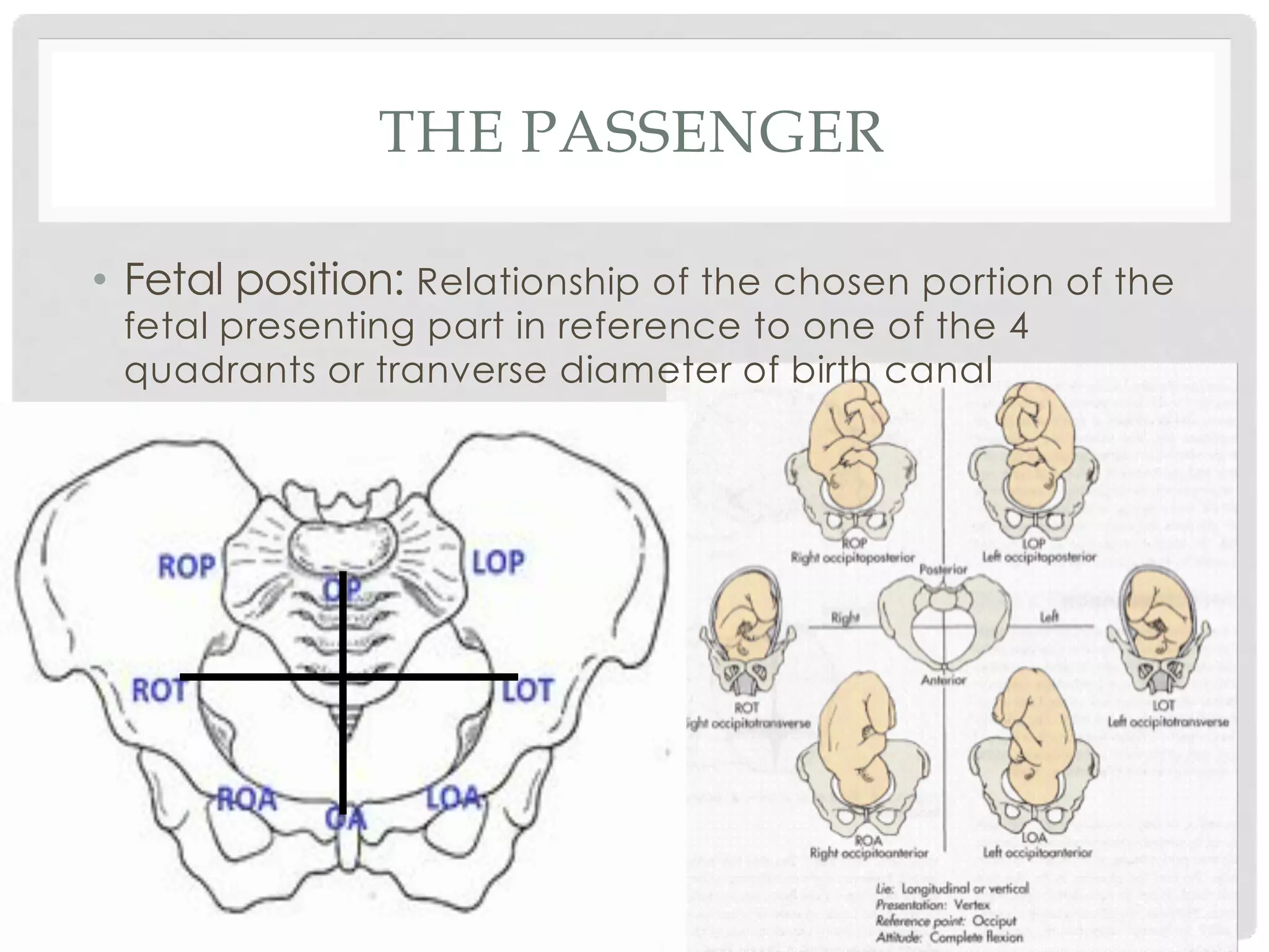 Fetal position | PDF