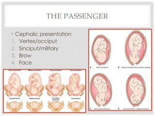 Fetal position | PDF