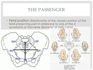 Fetal position | PDF