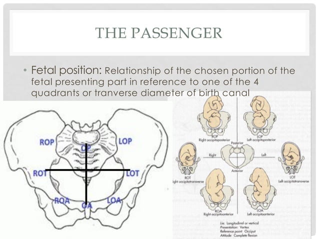 Fetal position | PDF
