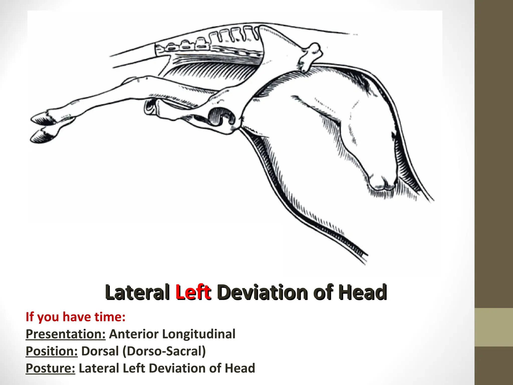 fetal presentations, positions and posture. | PDF