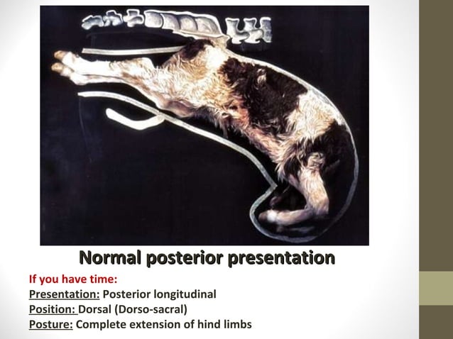 fetal presentations, positions and posture. | PDF