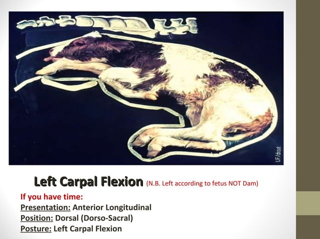 fetal presentations, positions and posture. | PDF