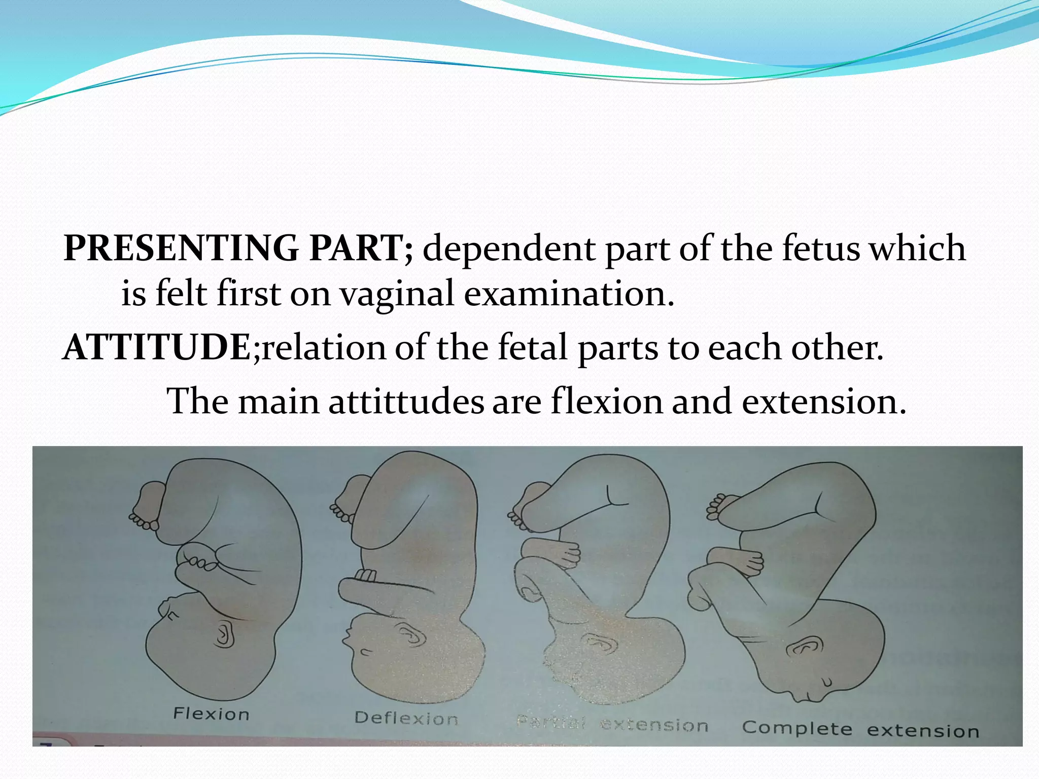 Fetal skull | PDF