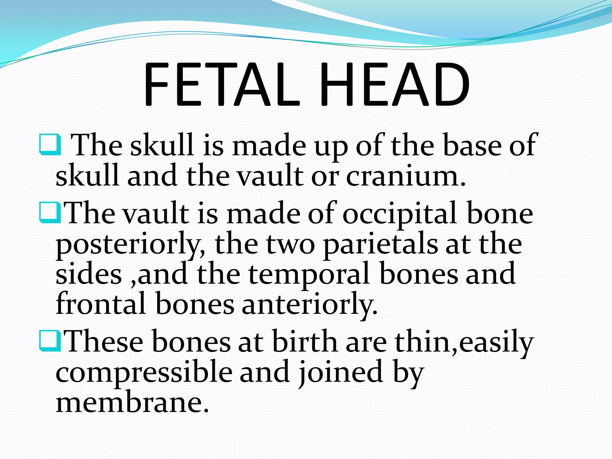 Fetal skull | PDF