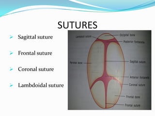 Fetal skull | PDF