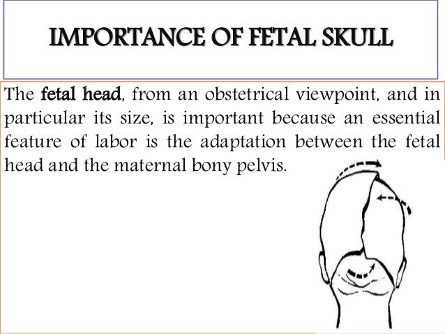 Fetal Skull fetal-skull