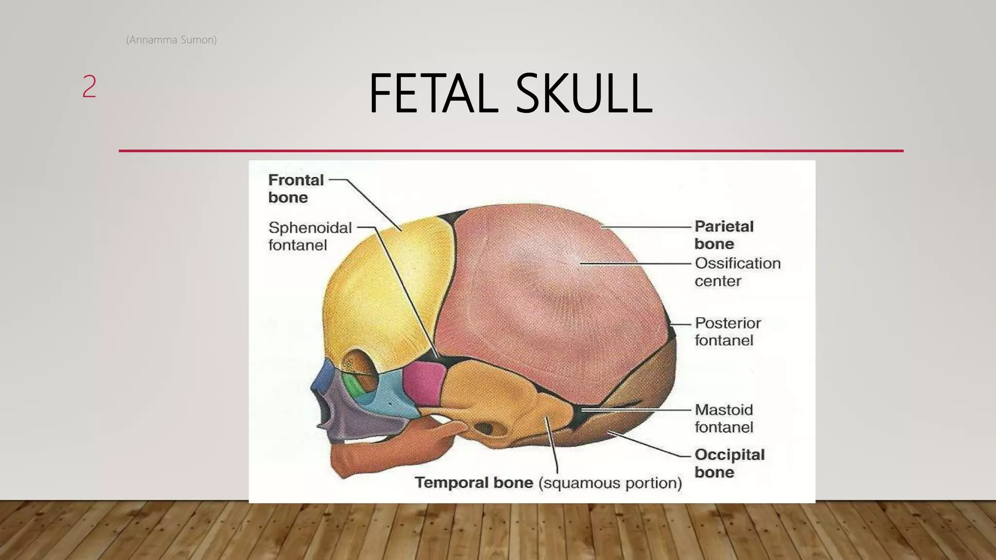 Fetal skull | PPTX