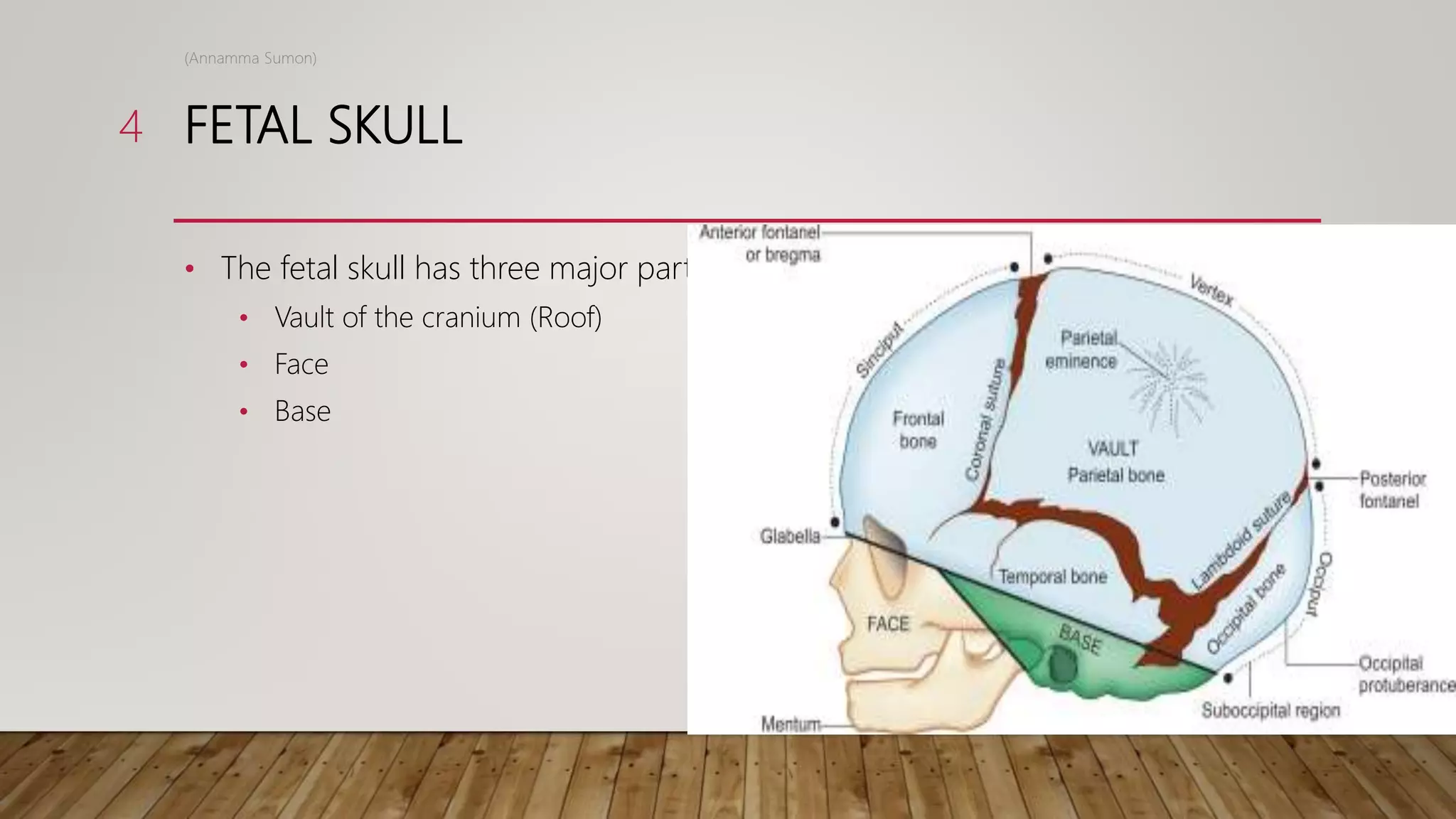 Fetal skull | PPTX